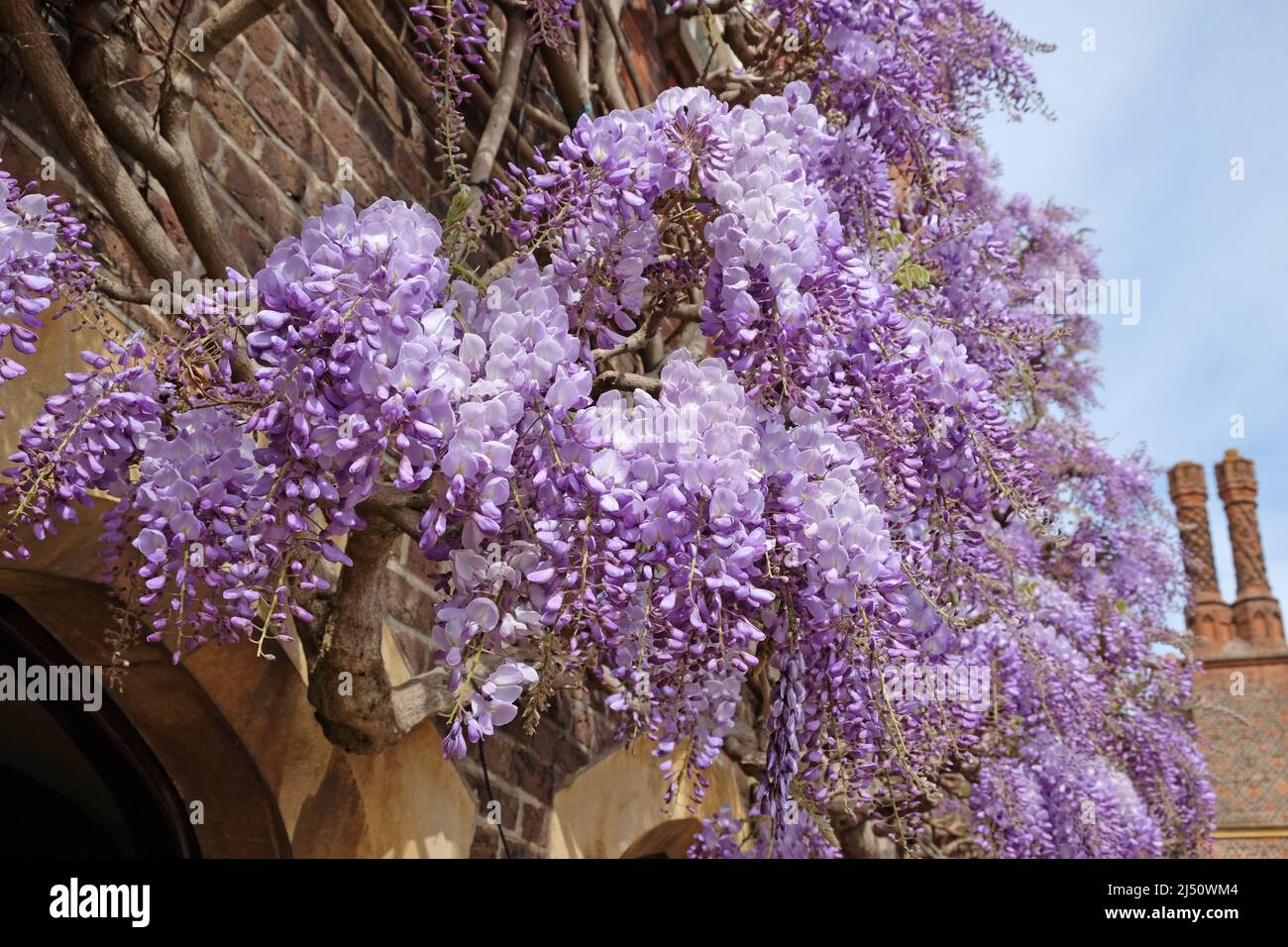Wisteria on old building hi-res stock photography and images - Alamy