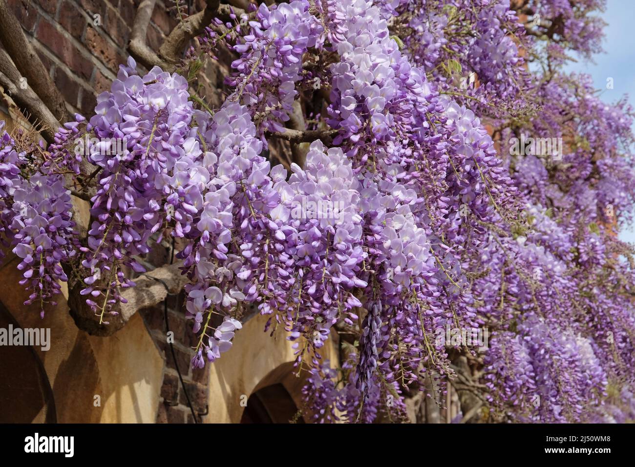 Wisteria on old building hi-res stock photography and images - Alamy