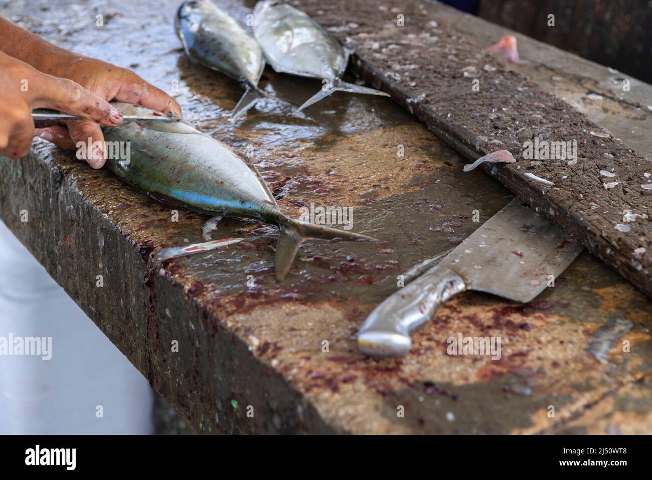 Fisherman preparing fresh Jack fish on a stone surface for selling it ...