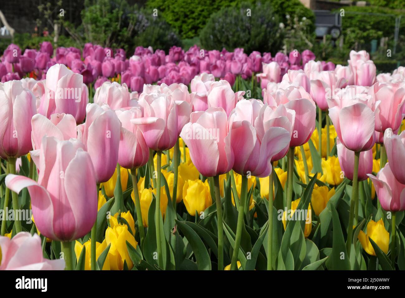 Tulip ÔApricot PrideÕ in flower Stock Photo - Alamy