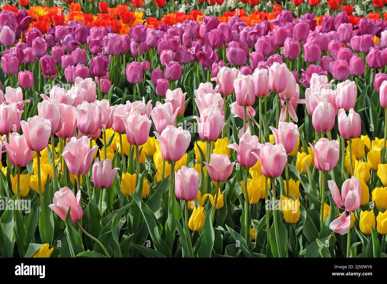 Tulip apricot pride hi-res stock photography and images - Alamy