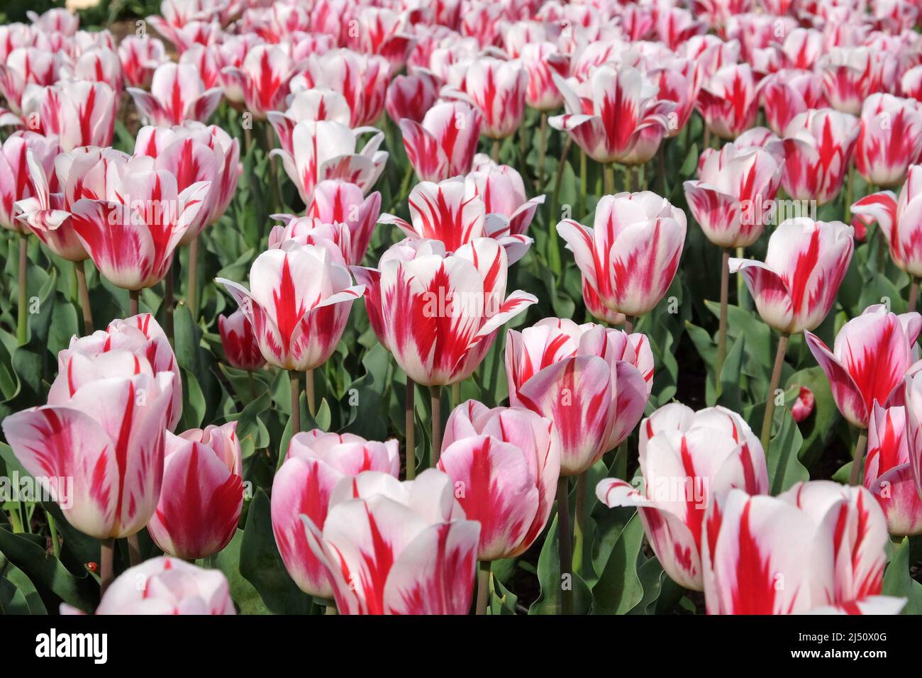Tulip ÔRaspberry RippleÕ in flower Stock Photo - Alamy