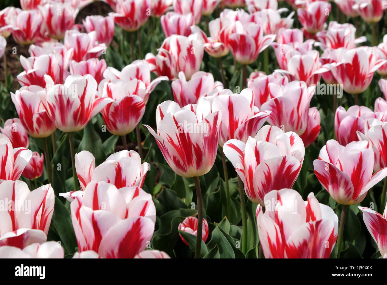 Tulip ÔRaspberry RippleÕ in flower Stock Photo - Alamy