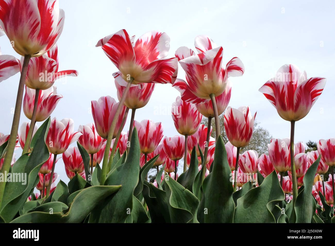 Tulip ÔRaspberry RippleÕ in flower Stock Photo - Alamy