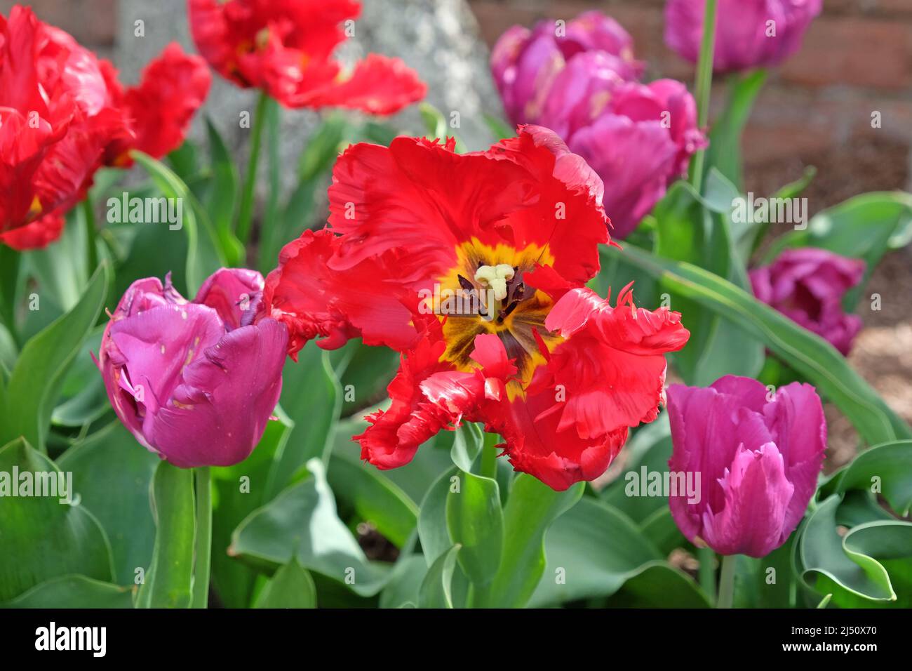 Red parrot tulip in flower Stock Photo - Alamy