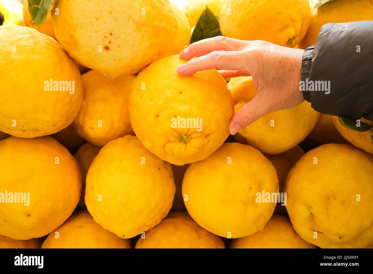 A stack of huge, giant, jumbo fresh lemons. At the famous annual herb ...