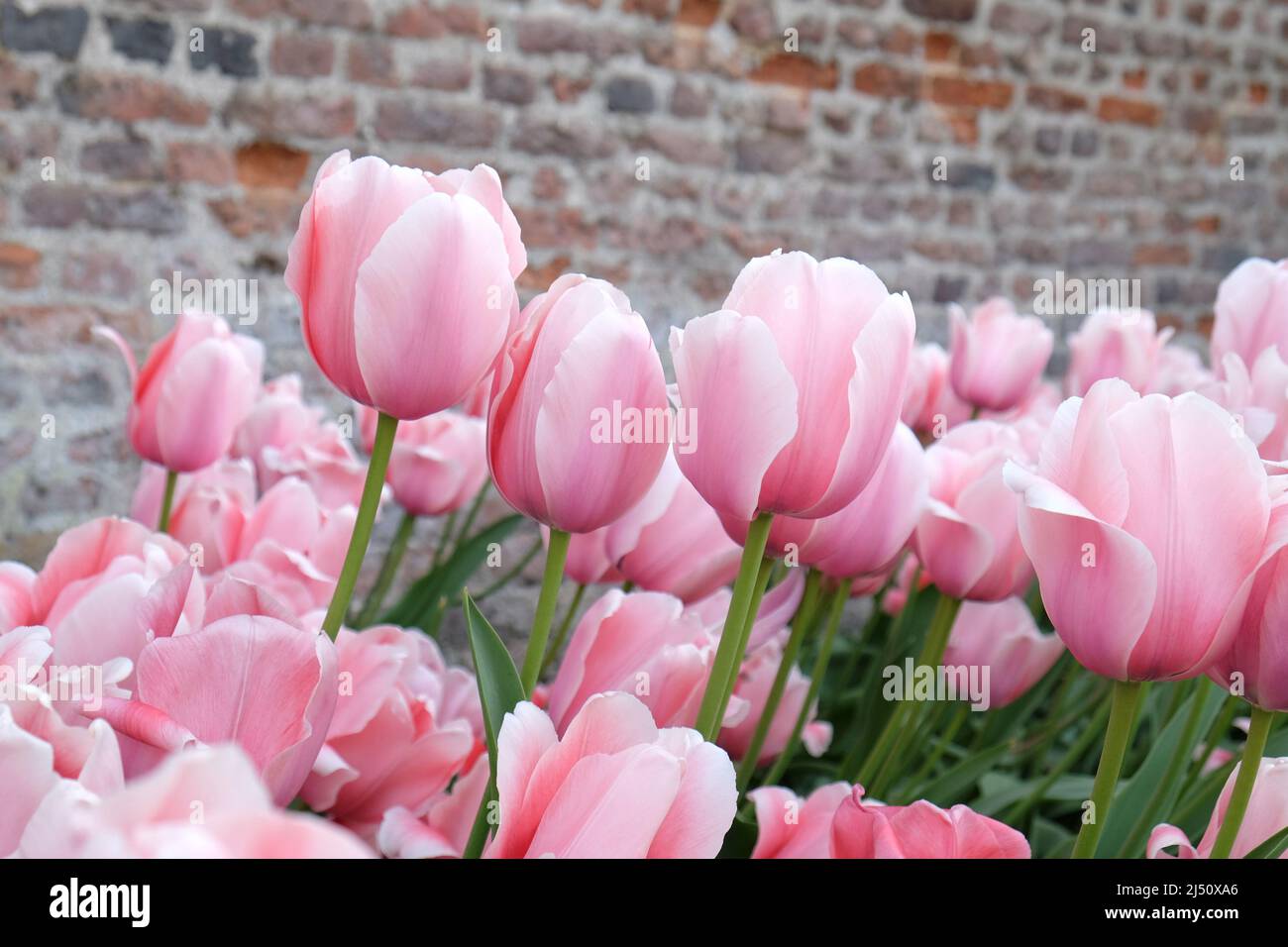 Tulip apricot pride hi-res stock photography and images - Alamy