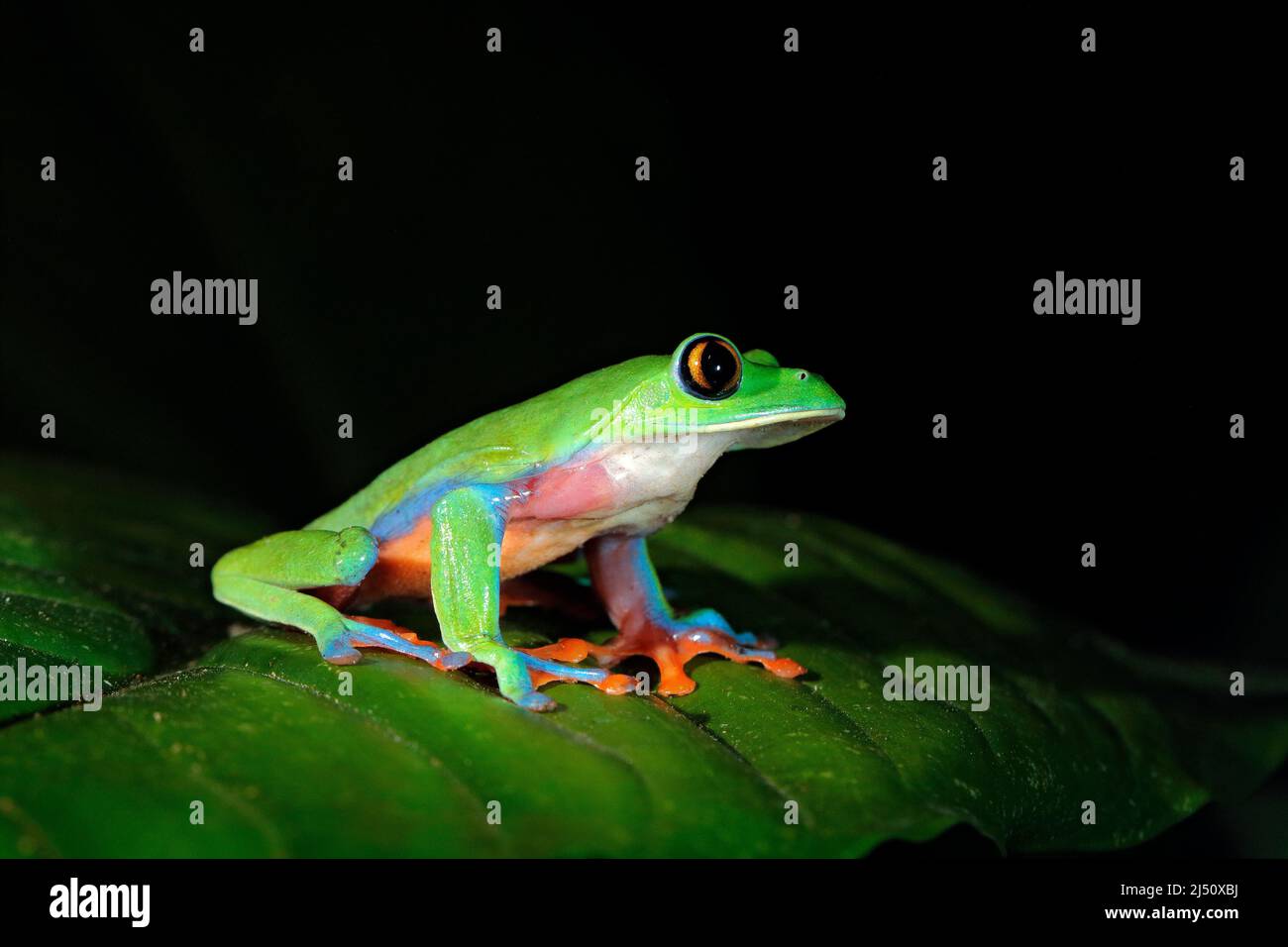Agalychnis annae, Golden-eyed Tree Frog, green and blue frog on leave ...