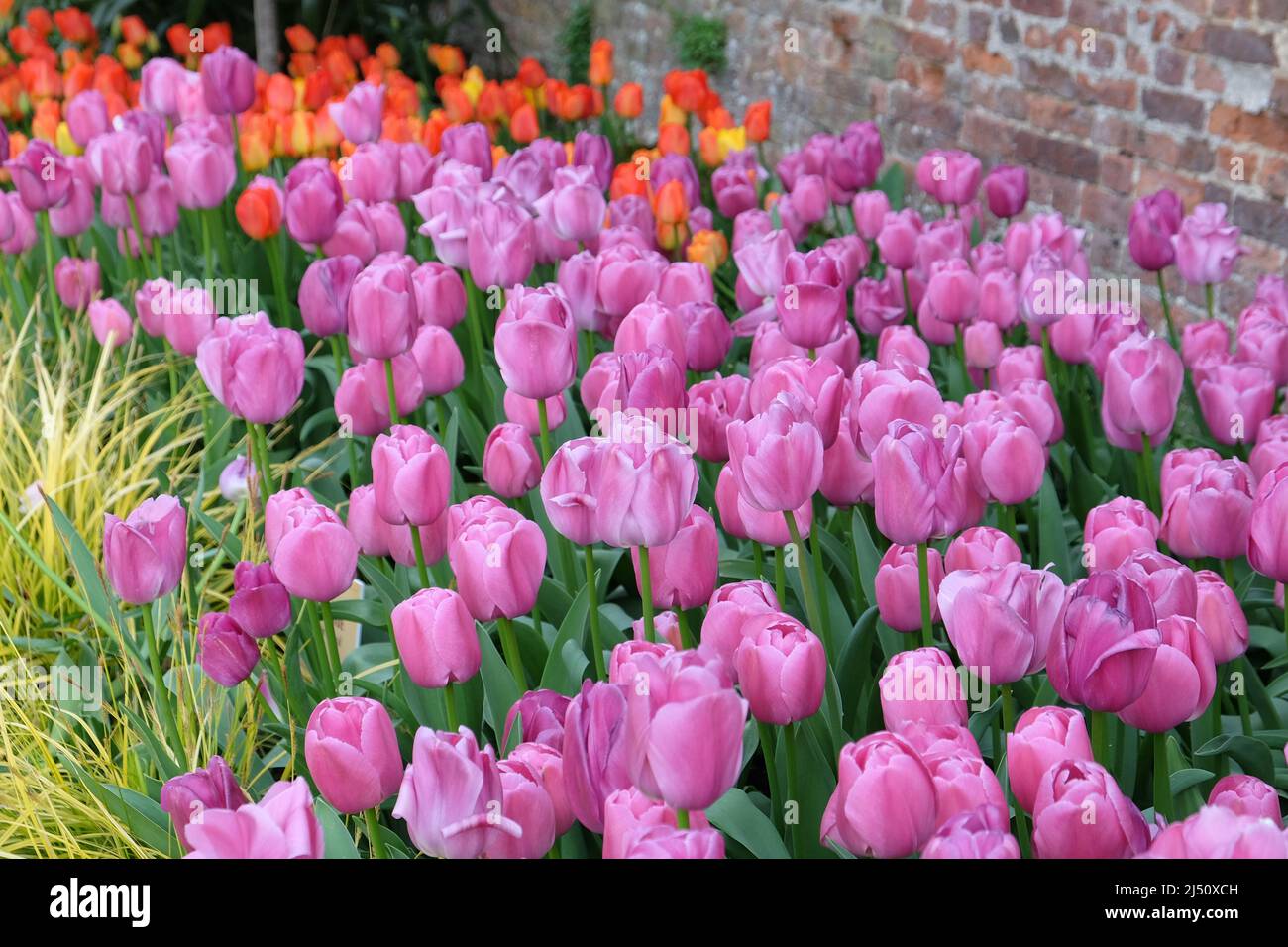 Tulip ÔPurple PrideÕ in flower Stock Photo - Alamy