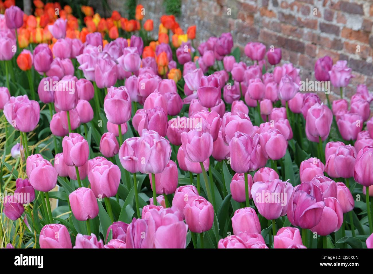 Tulip ÔPurple PrideÕ in flower Stock Photo - Alamy