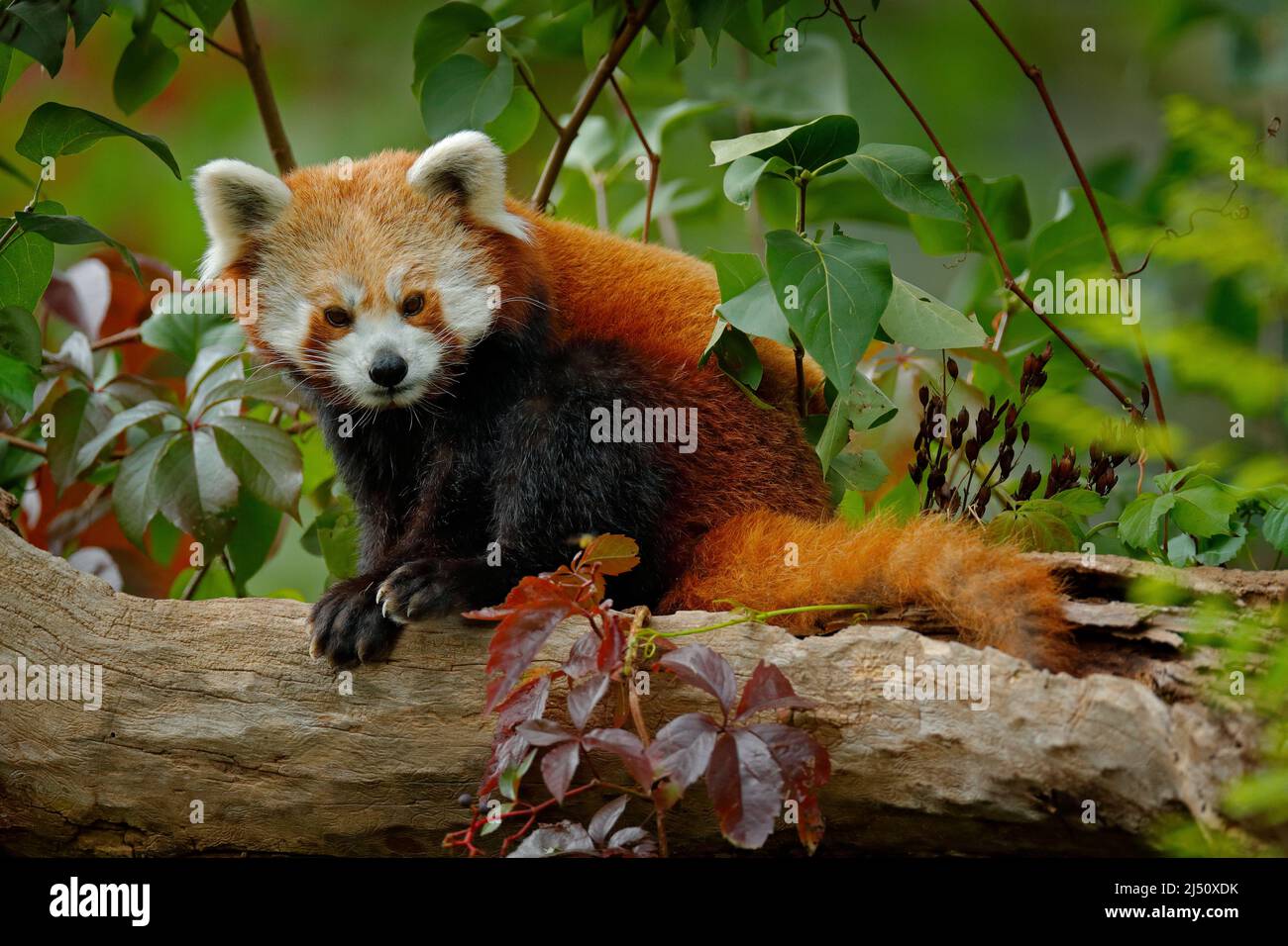Red panda lying on the tree with green leaves. Red panda bear, Ailurus ...