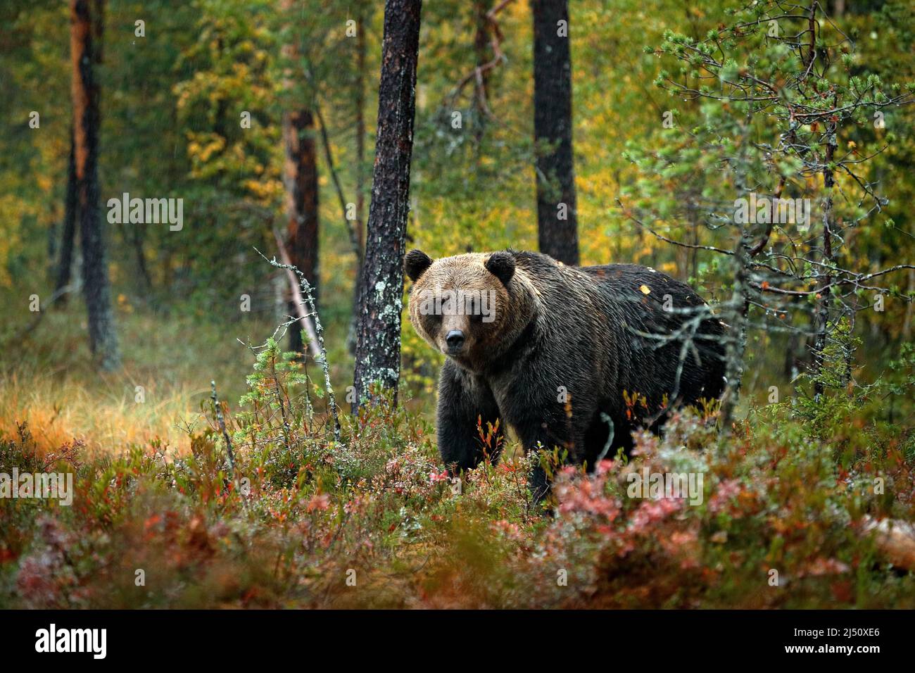 Bear hidden in yellow forest. Autumn trees with bear. Beautiful brown ...