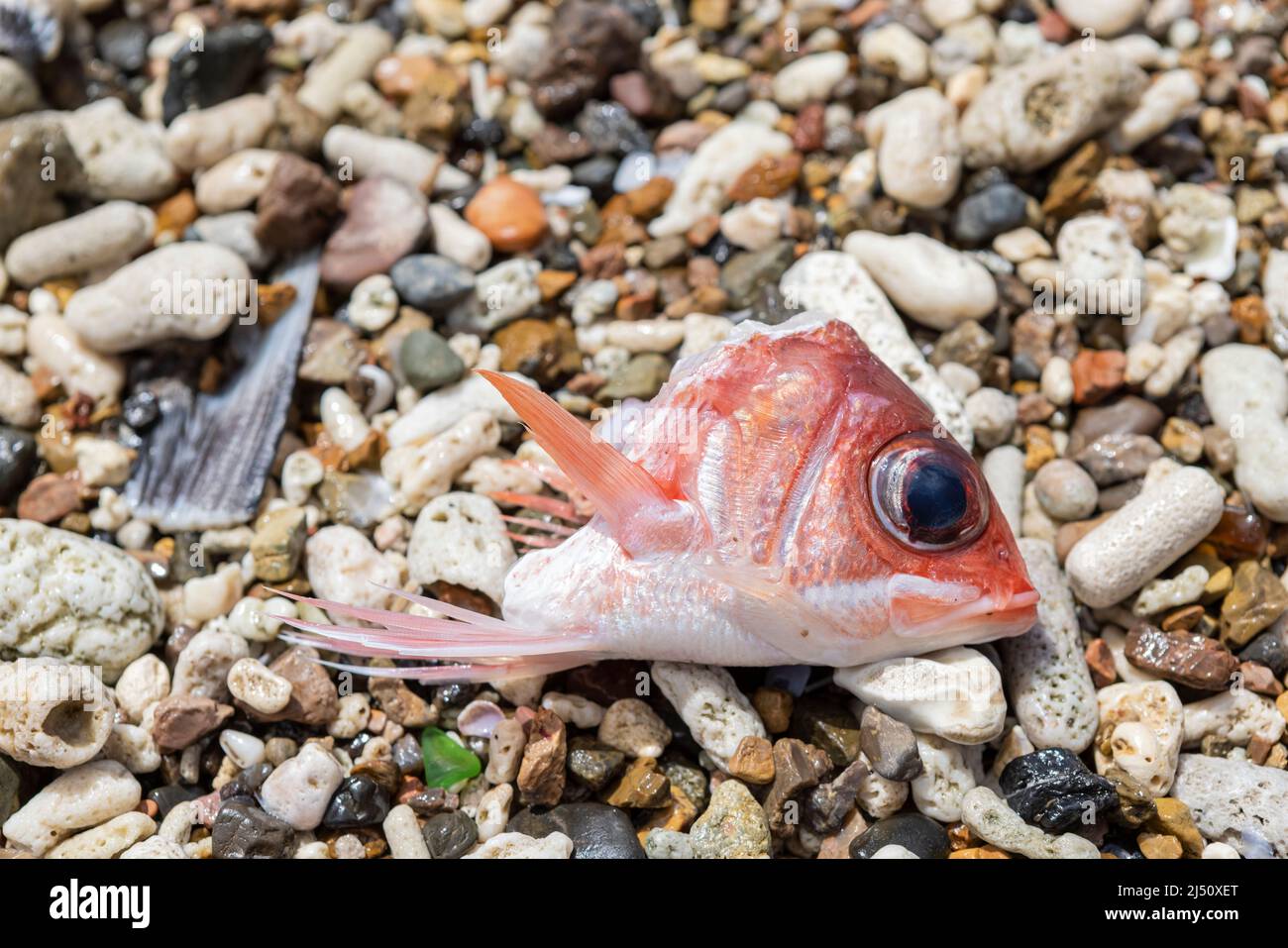 Red fish head laying as fish offal of the fishermen on the corals of ...