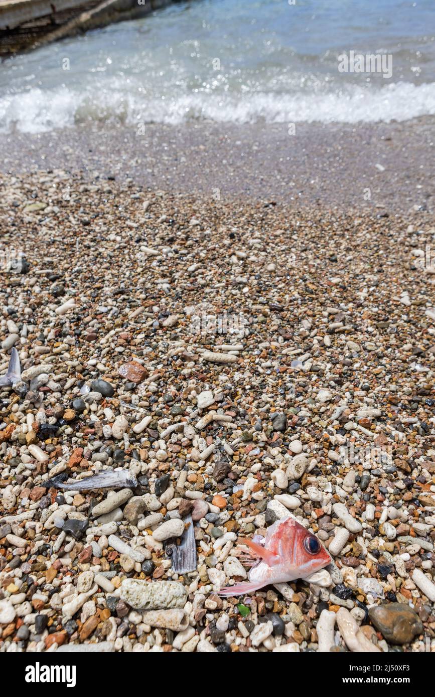 Red fish head laying as fish offal of the fishermen on the corals of ...