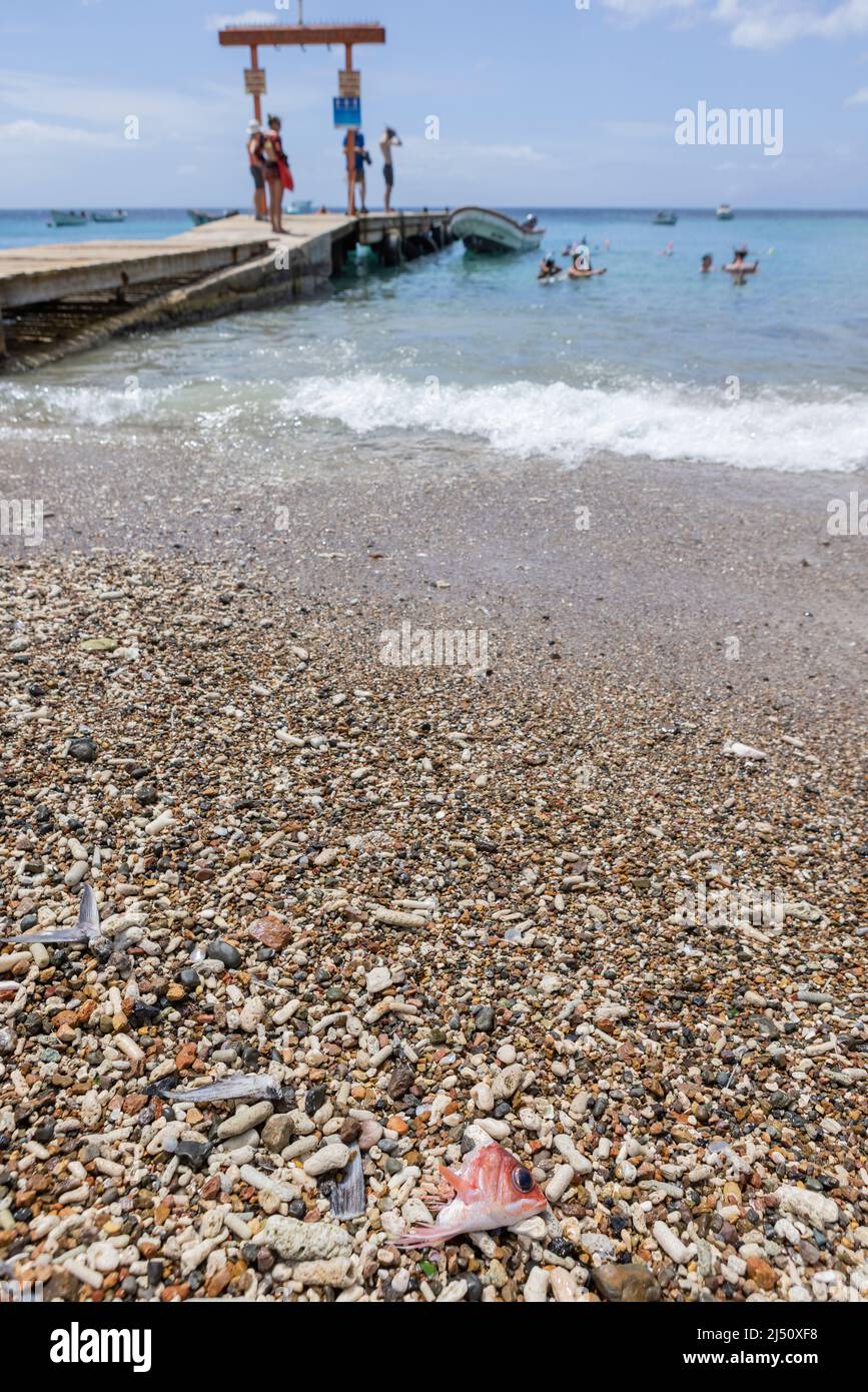 Red fish head laying as fish offal of the fishermen on the corals of ...