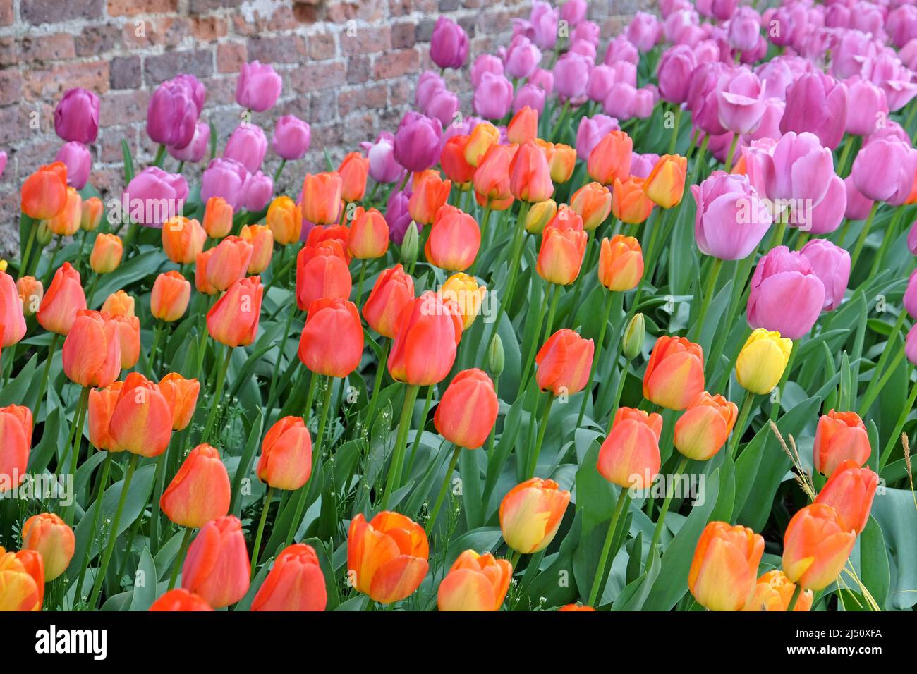 Orange Tulip 'Apeldoorn' and ÔPurple PrideÕ in flower Stock Photo - Alamy