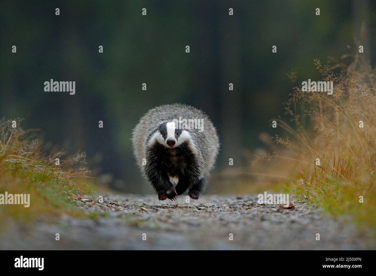 Badger running on gravel road, animal nature habitat, Germany, Europe ...