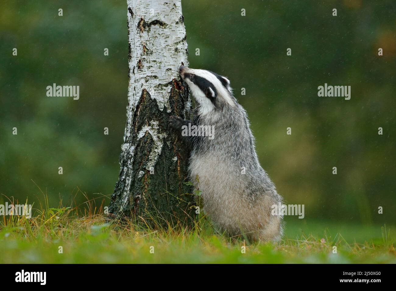 Badger in forest, animal nature habitat, Germany, Europe. Wildlife ...