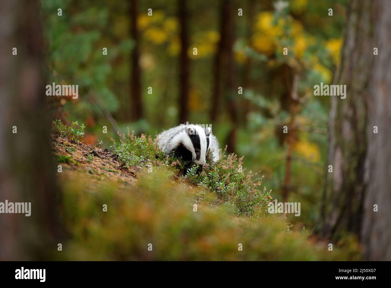 Badger in forest, animal nature habitat, Germany, Europe. Wildlife ...