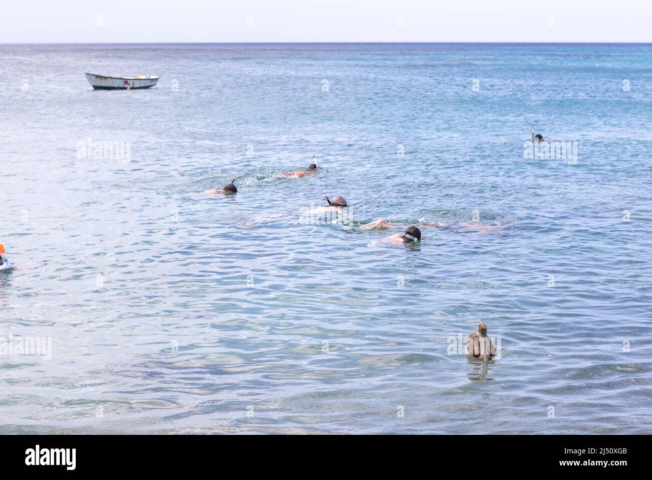 Snorkeling with sea turtles and pelicans at Playa Grandi (Playa Piscado ...