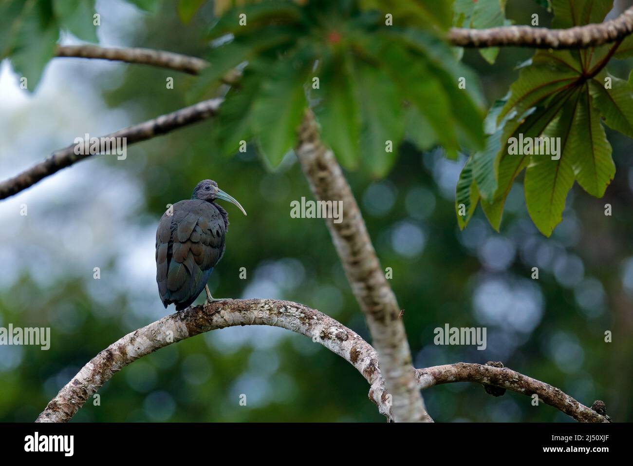 Green ibis, Mesembrinibis cayennensis, Cayenne ibis sitting on tree ...