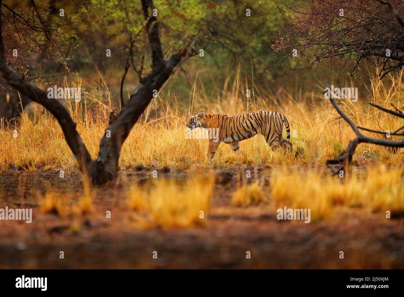 Tiger walking between trees. Indian tiger female with first rain, wild ...
