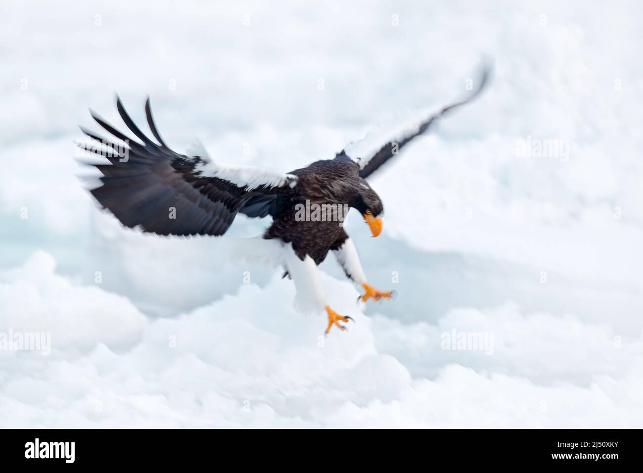 alone, animal, aquila, beak, bird, blue, brown, carnivore, catch, cold ...