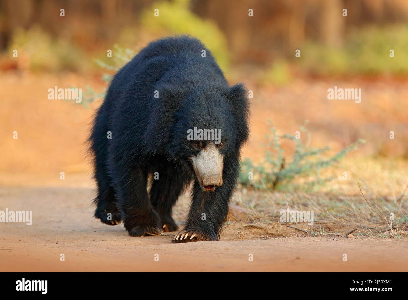 Sloth bear, Melursus ursinus, Ranthambore National Park, India. Wild ...