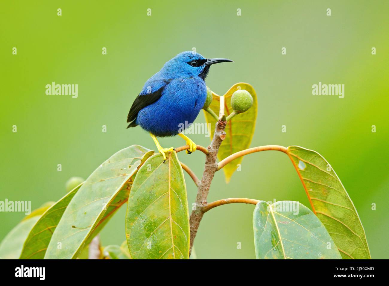 Shining Honeycreeper, Cyanerpes lucidus, exotic tropic blue tanager ...