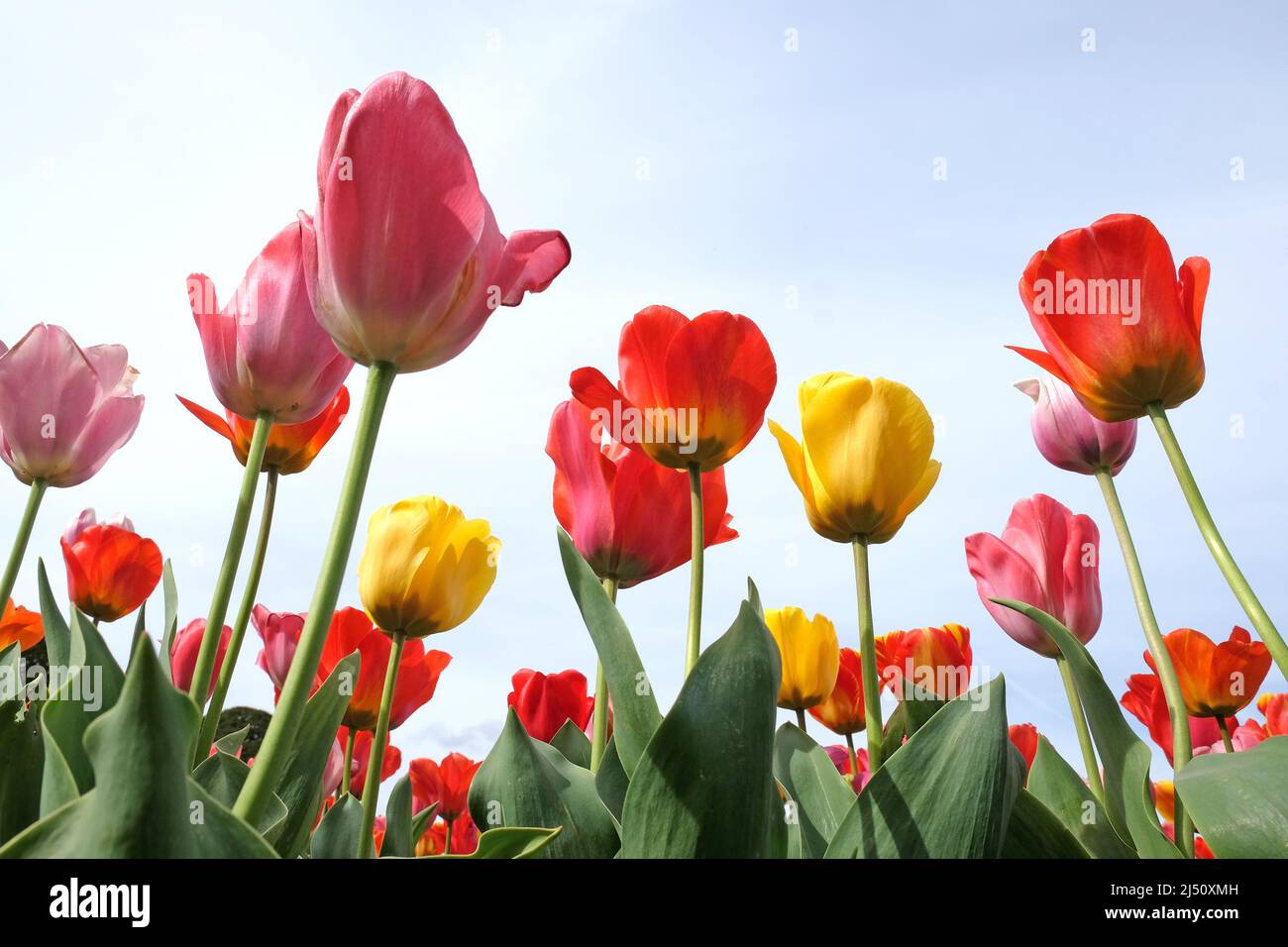 A colourful mix of hybrid triumph tulips in flower Stock Photo - Alamy