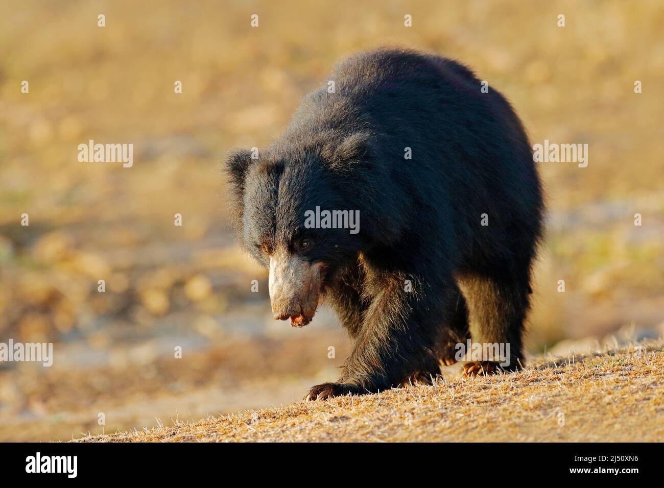 Sloth bear, Melursus ursinus, Ranthambore National Park, India. Wild ...