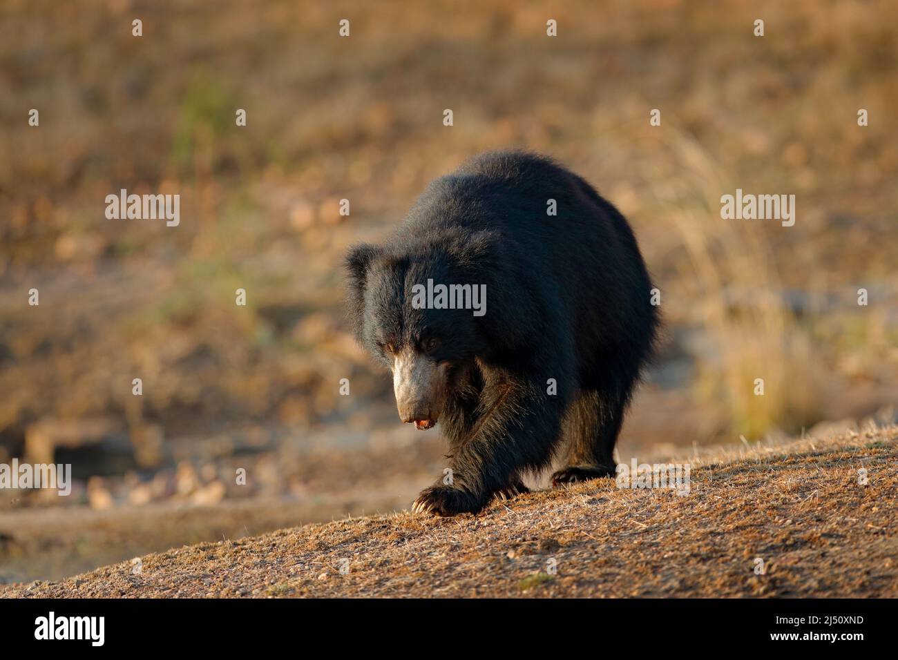 Sloth bear, Melursus ursinus, Ranthambore National Park, India. Wild ...