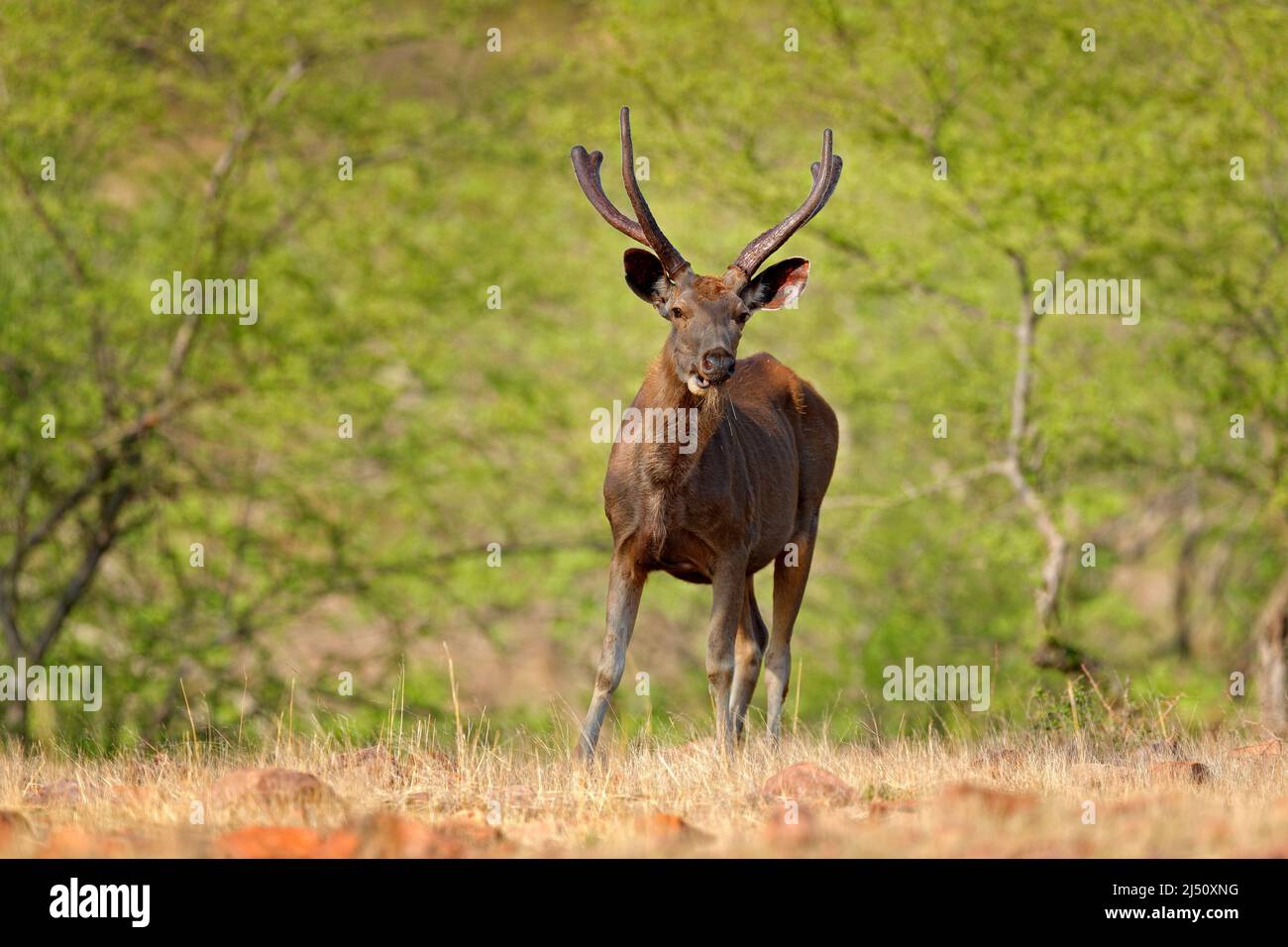 Sambar deer, Rusa unicolor, large animal, Indian subcontinent ...