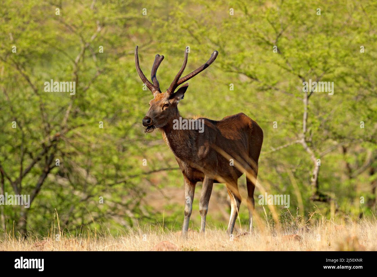 Sambar deer, Rusa unicolor, large animal, Indian subcontinent ...