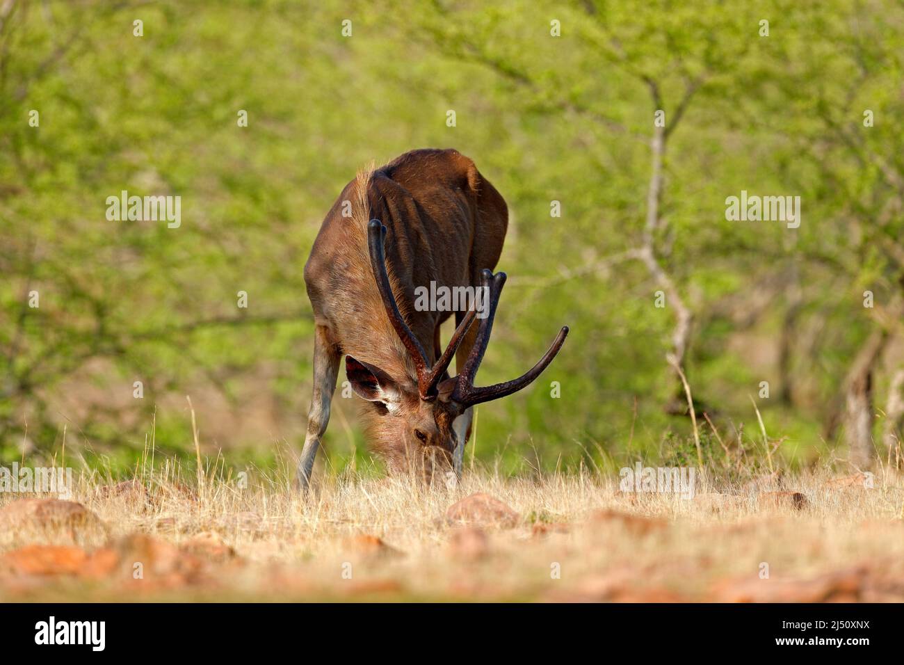Sambar deer, Rusa unicolor, large animal, Indian subcontinent ...
