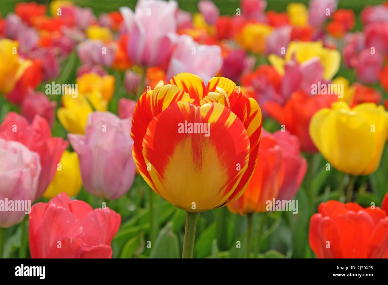 Variegated yellow hi-res stock photography and images - Alamy