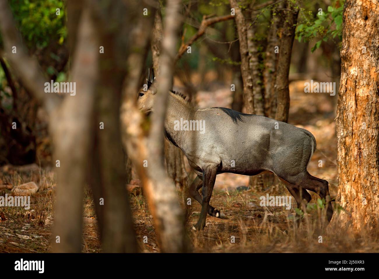 Sambar deer, Rusa unicolor, large animal, Indian subcontinent ...