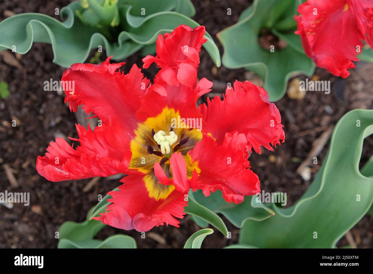 Red parrot tulip in flower Stock Photo - Alamy
