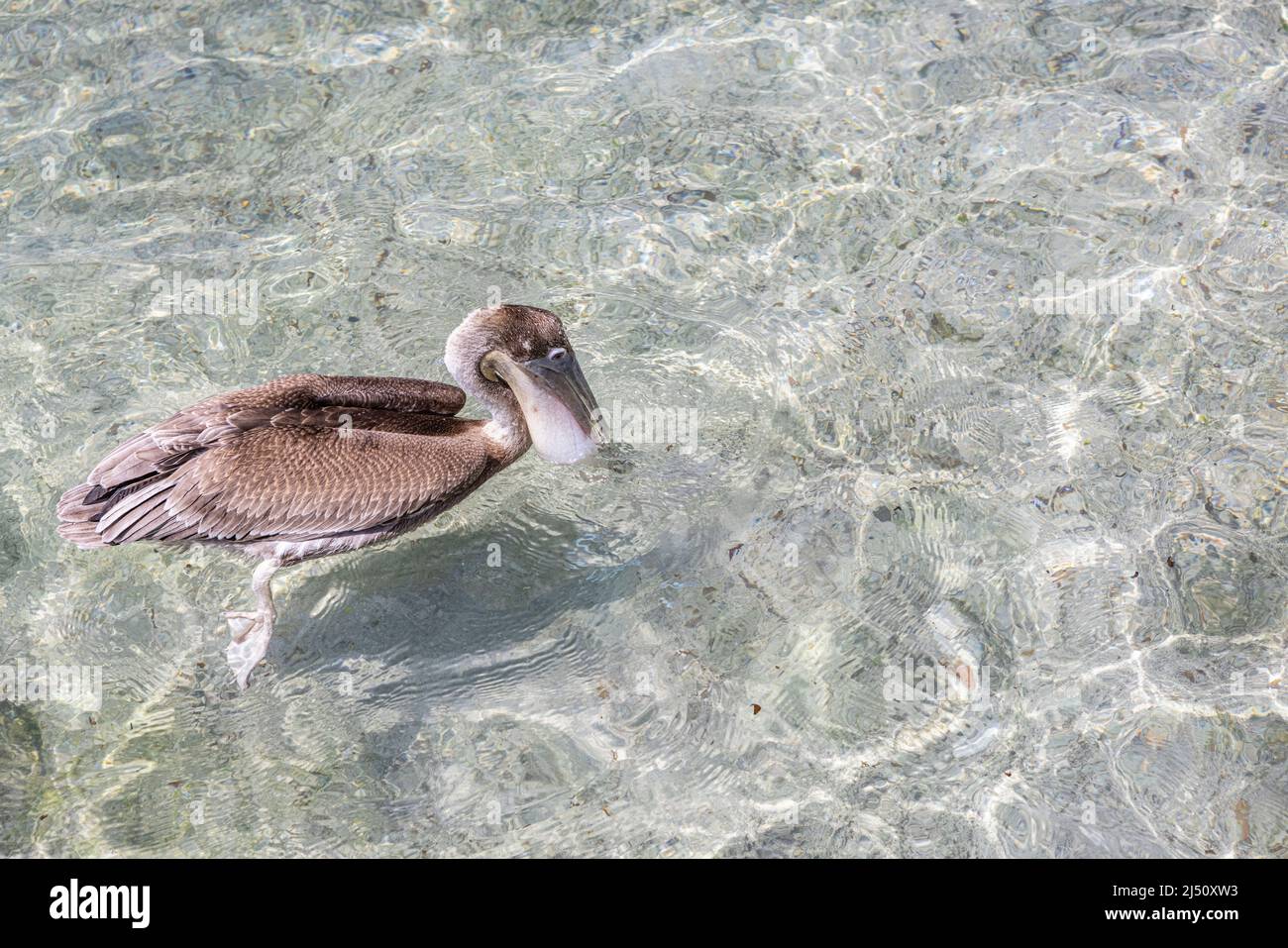 Pelican hunting in the shallow water at Playa Grandi (Playa Piscado) on ...