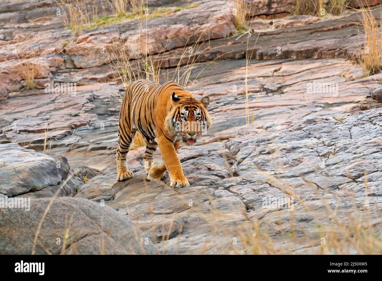 Indian tiger, wild danger animal in nature habitat, Ranthambore, India ...