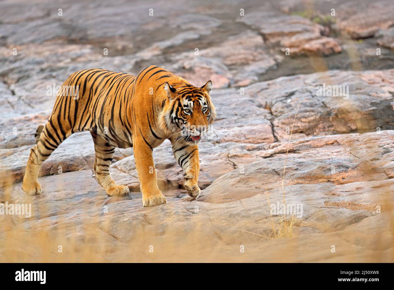 Indian tiger, wild danger animal in nature habitat, Ranthambore, India ...