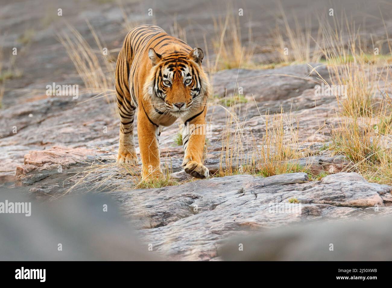 Indian tiger, wild danger animal in nature habitat, Ranthambore, India ...