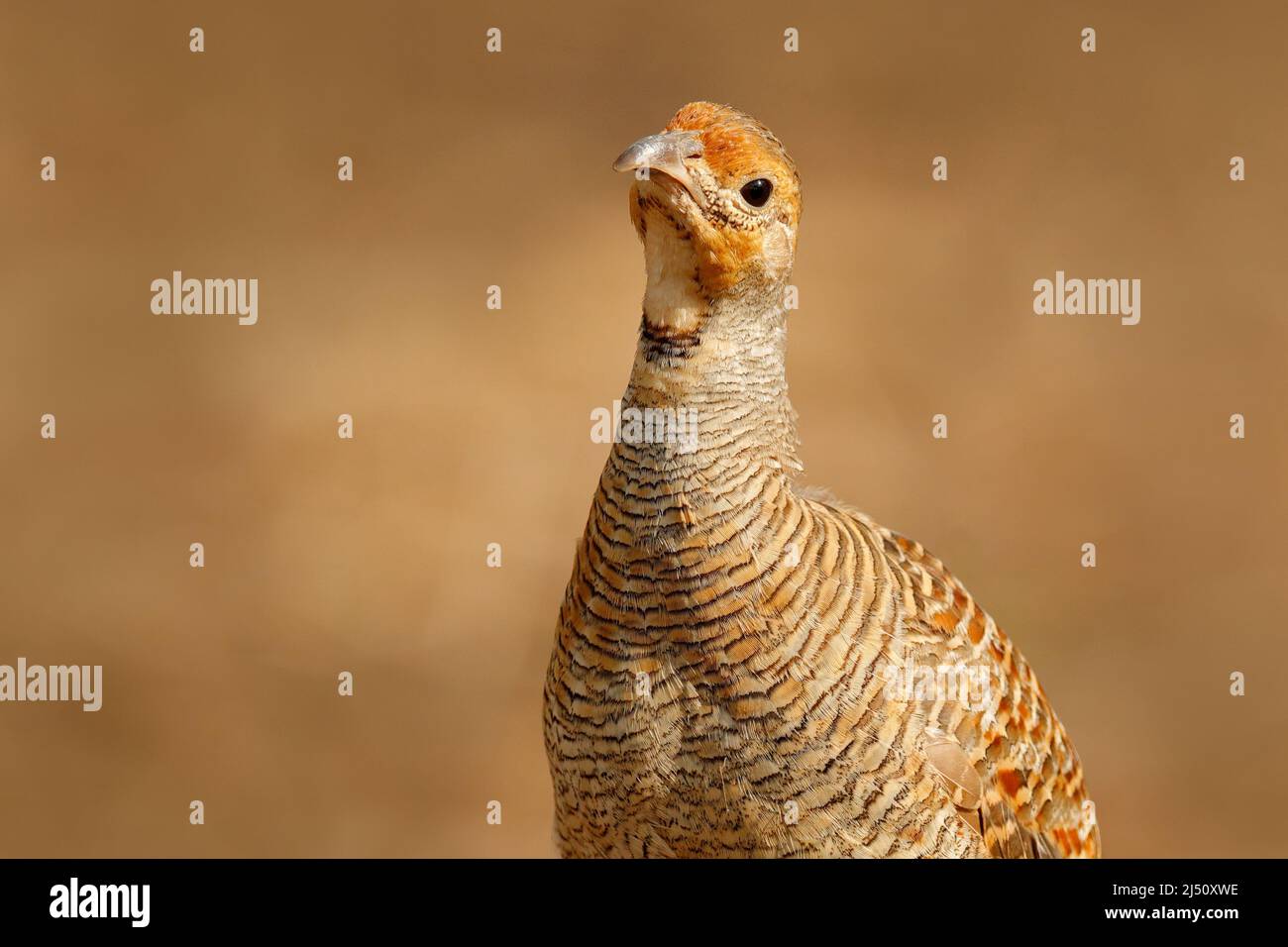 Grey francolin, Francolinus pondicerianus, Ranthambore, India, Asia ...