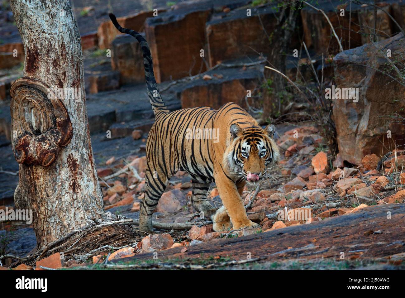 Indian tiger, wild danger animal in nature habitat, Ranthambore, India ...