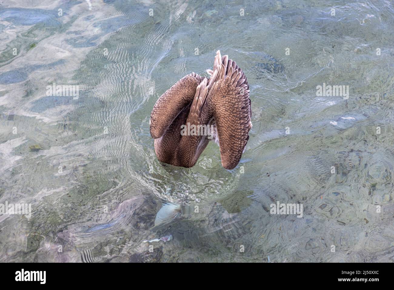 Pelican hunting in the shallow water at Playa Grandi (Playa Piscado) on ...