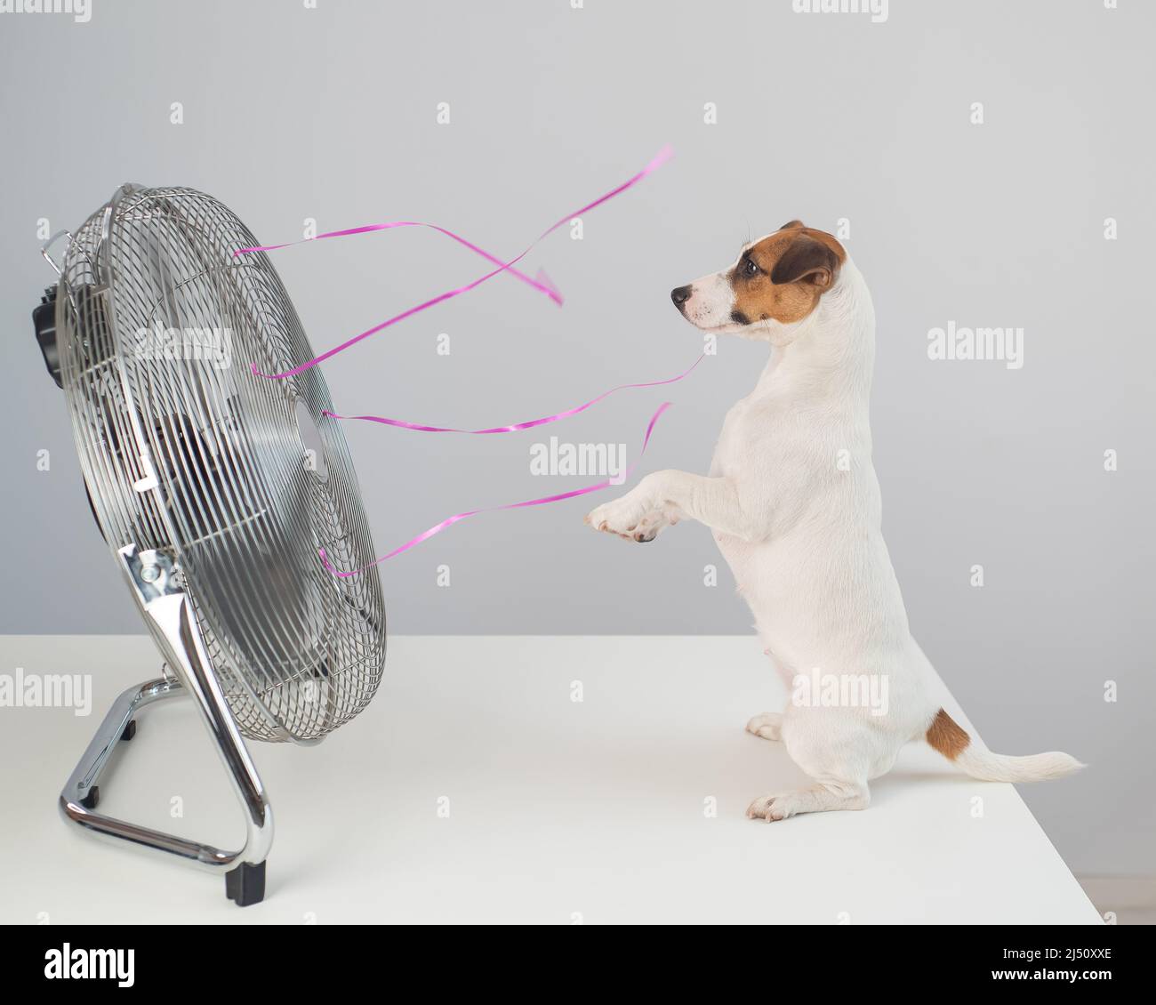 Jack russell terrier dog sits enjoying the cooling breeze from an ...