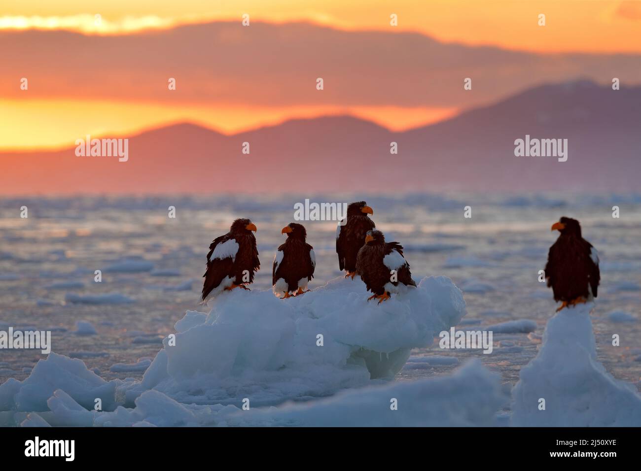 Eagle floating in sea on ice. Beautiful Steller's sea eagle, Haliaeetus ...