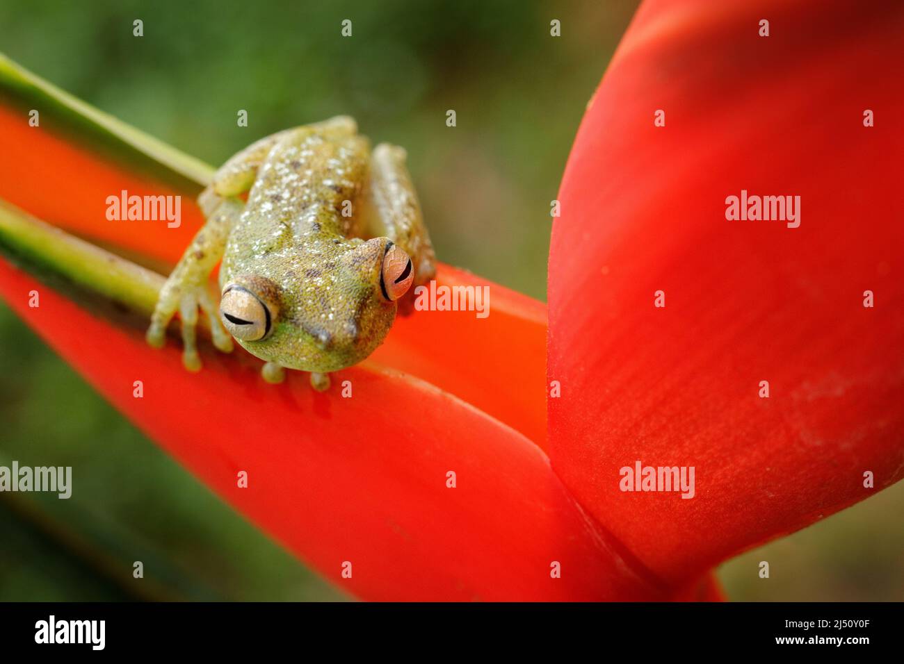 Red-webbed Tree Frog, Hypsiboas rufitelus, animal with big eyes, in the ...