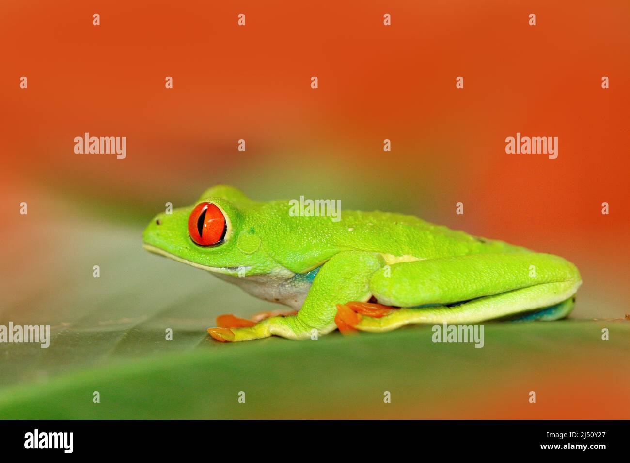 Red-eyed Tree Frog, Agalychnis callidryas, animal with big red eyes, in ...