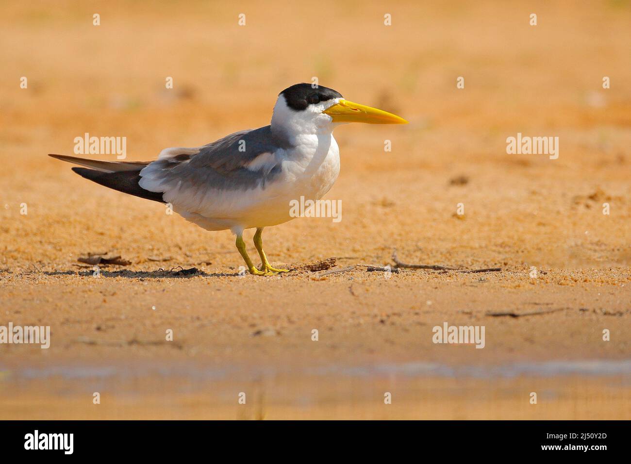 Large-billed tern, Phaetusa simplex, in river sand beach, Rio Negro ...
